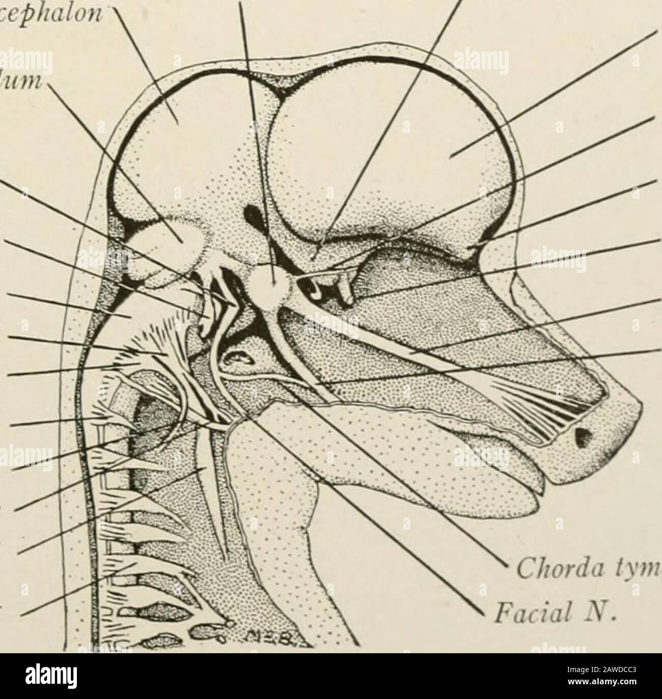 L'anatomia del sistema nervoso, dal punto di vista dello sviluppo e ...