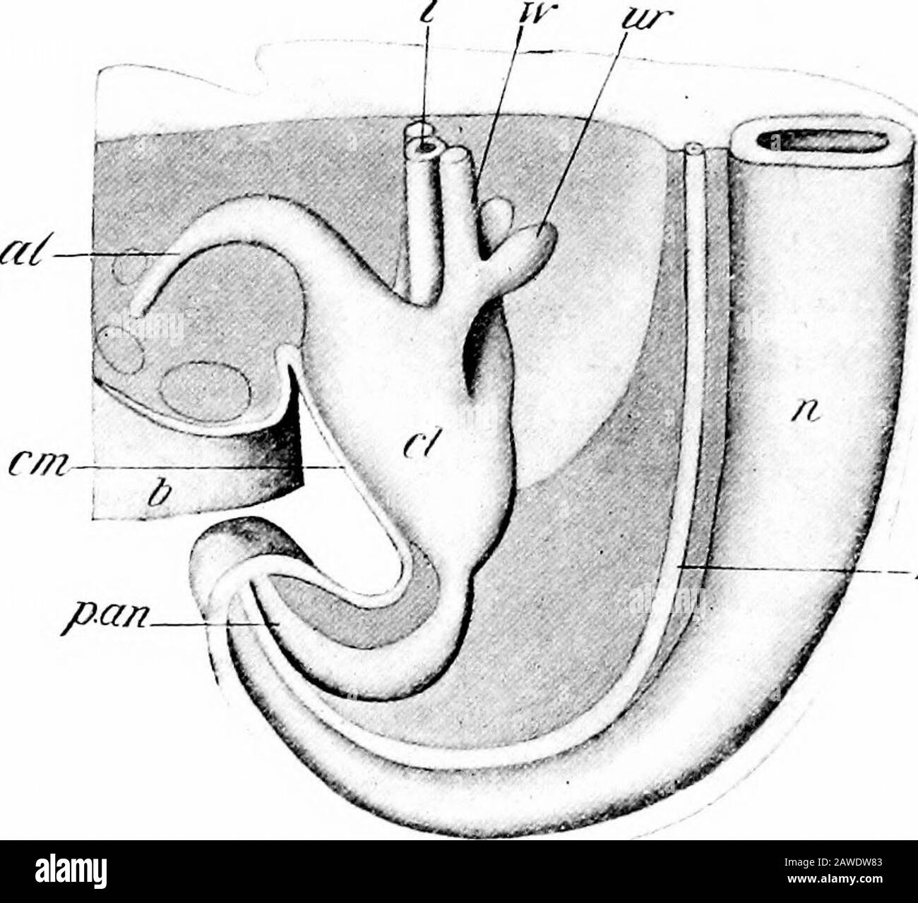 Membrana fetale immagini e fotografie stock ad alta risoluzione - Alamy