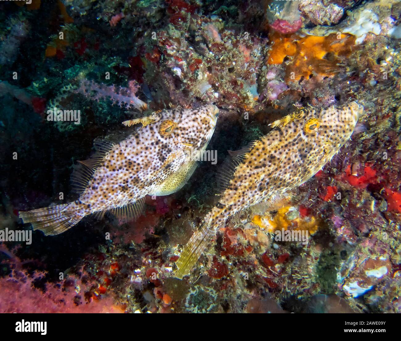 Filefish weedy immagini e fotografie stock ad alta risoluzione - Alamy