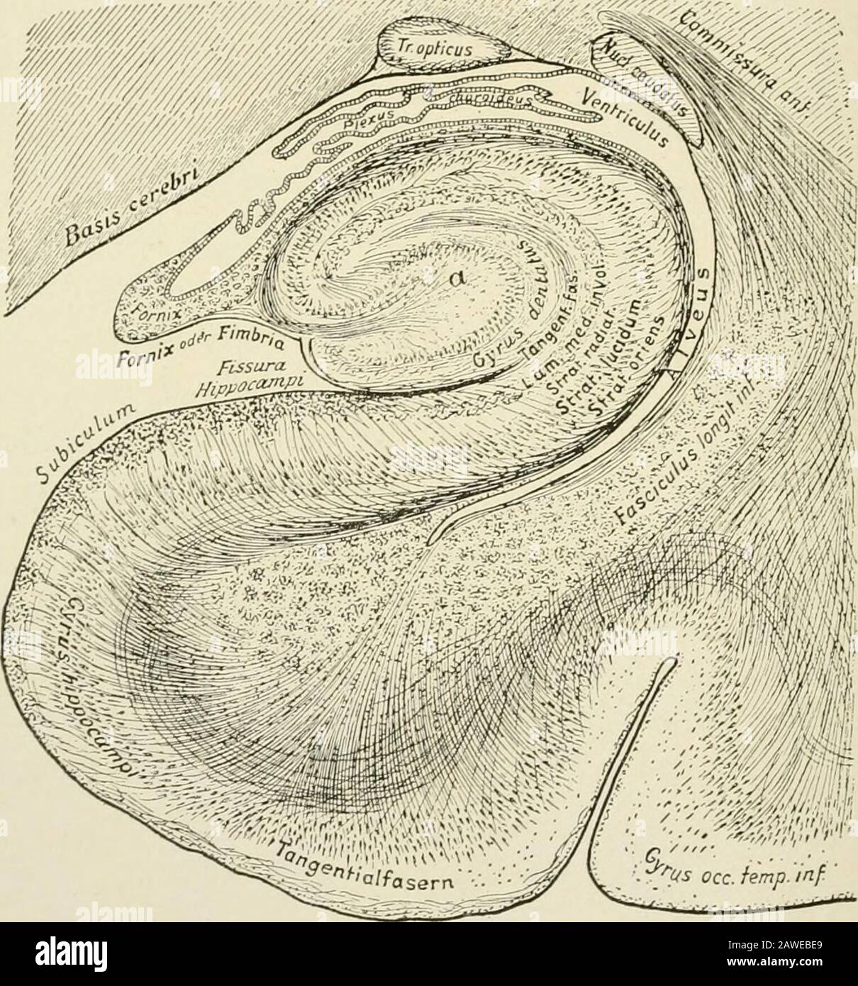 L'anatomia del sistema nervoso, dal punto di vista dello sviluppo e ...