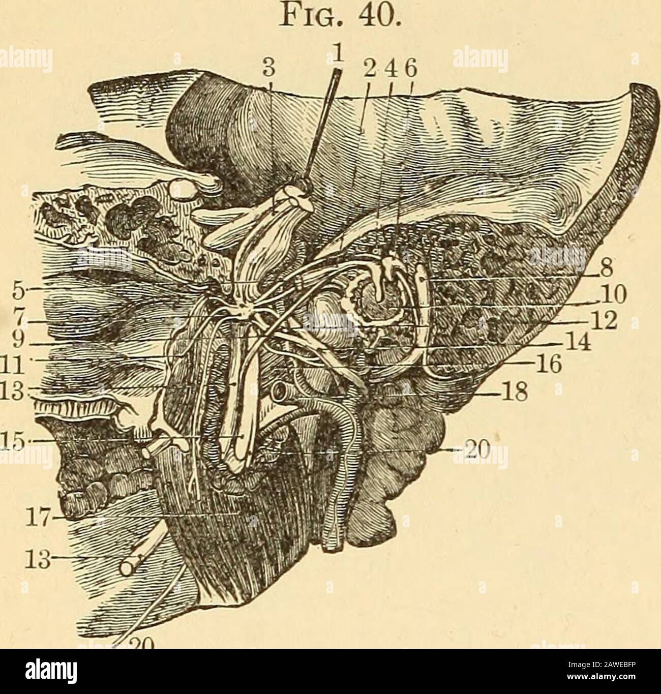 Nervio acústico immagini e fotografie stock ad alta risoluzione - Alamy