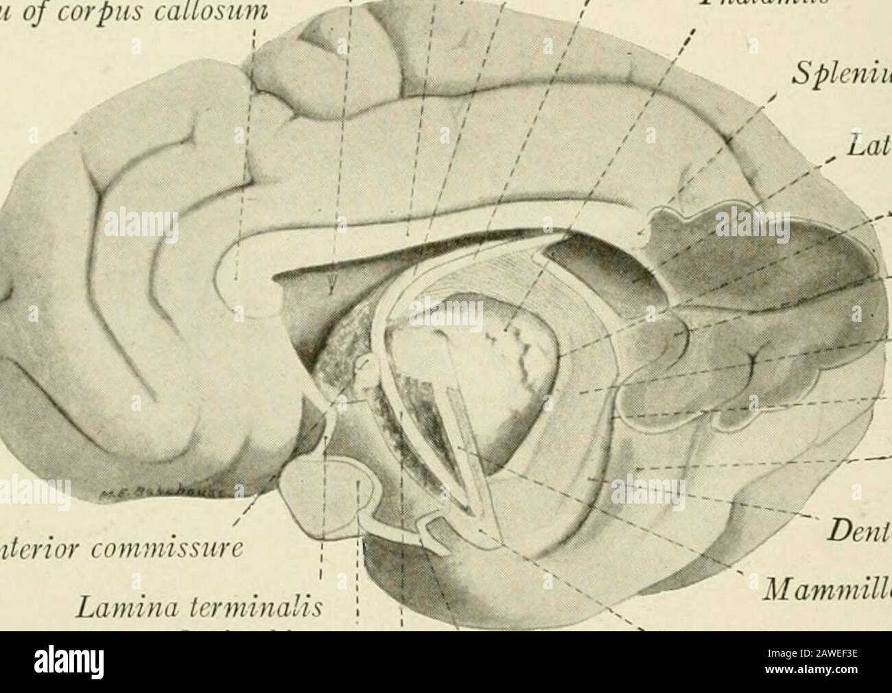 Anatomia dell'ippocampo immagini e fotografie stock ad alta risoluzione ...