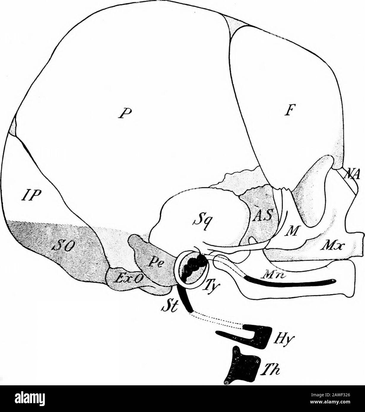 Processo stiloideo immagini e fotografie stock ad alta risoluzione - Alamy