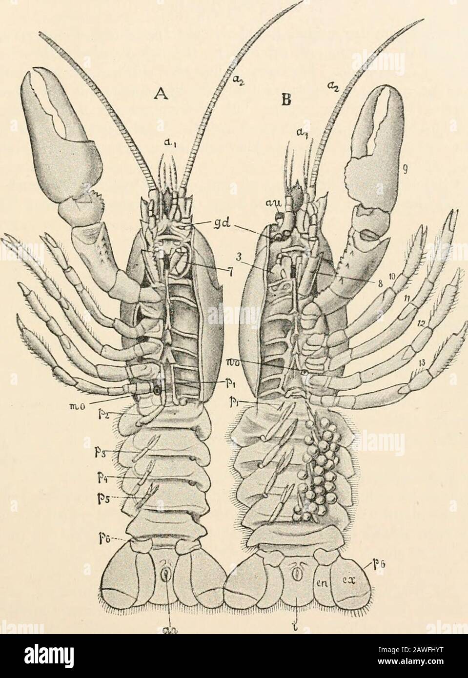 Pinna caudale del piede immagini e fotografie stock ad alta risoluzione ...