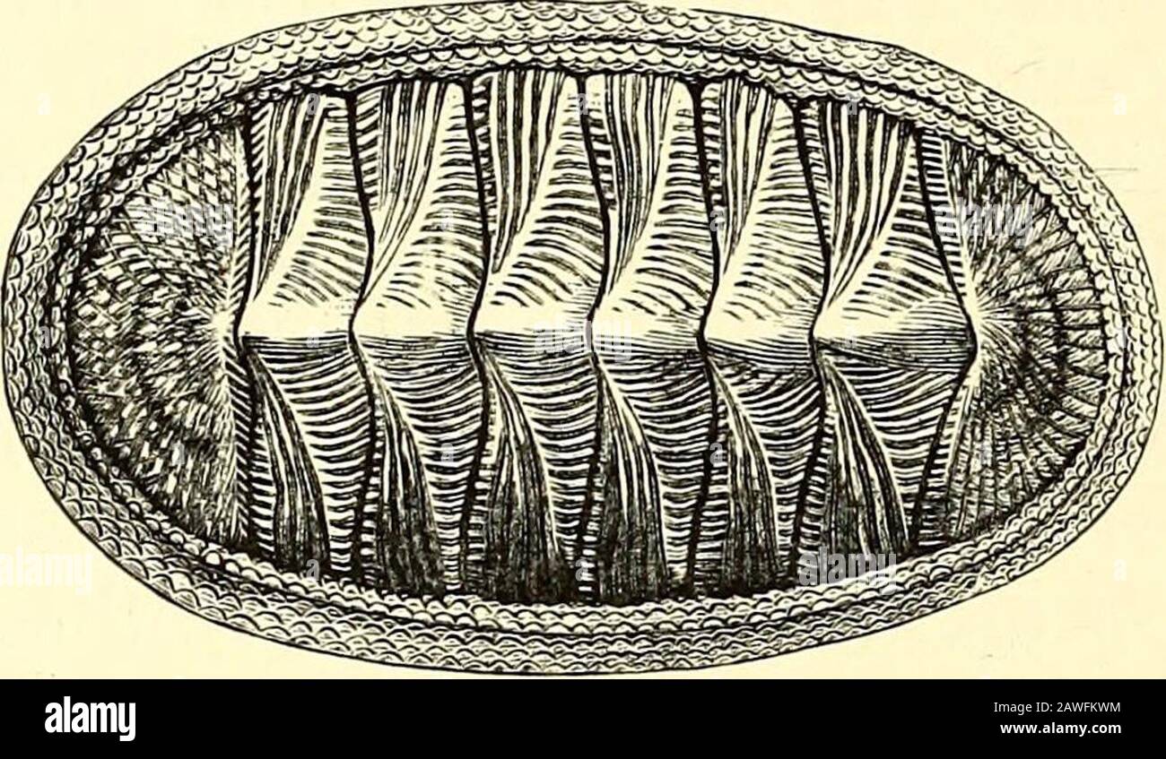 Una guida agli animali invertebrati fossili nel Dipartimento di ...