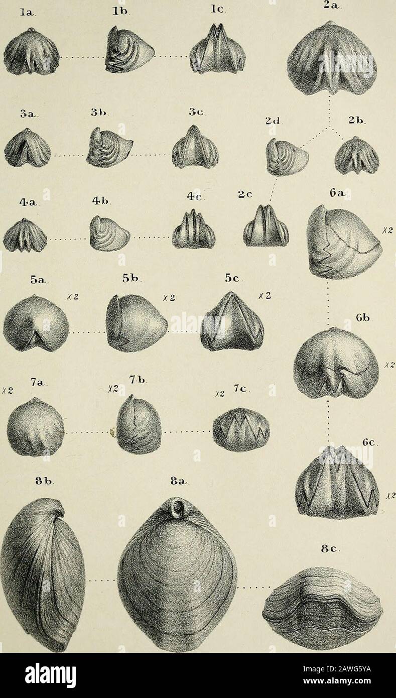Nomenclatura geologica immagini e fotografie stock ad alta risoluzione ...