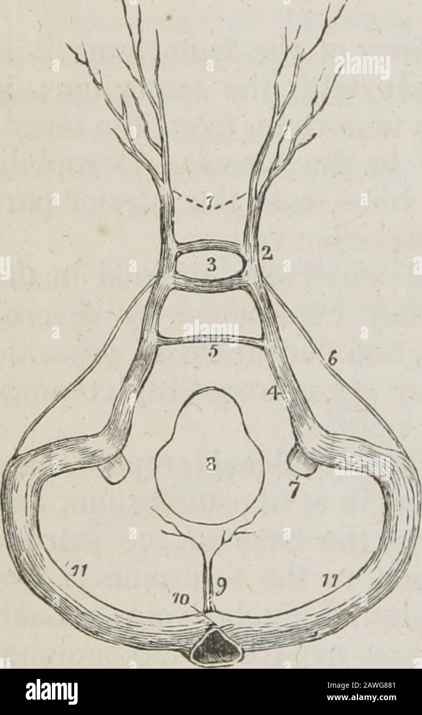 Un sistema di anatomia umana, generale e speciale. L'inizio delle vene ...