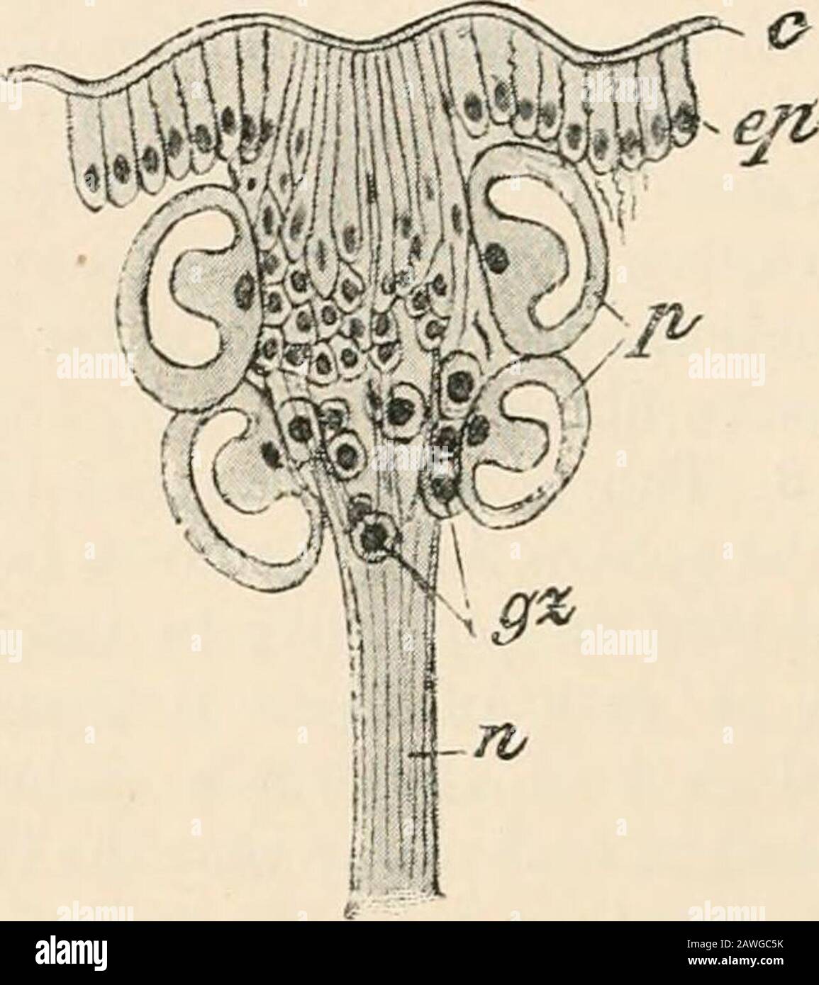 Testo-libro di anatomia comparativa . FIG. 155.- Sezione attraverso gli ...