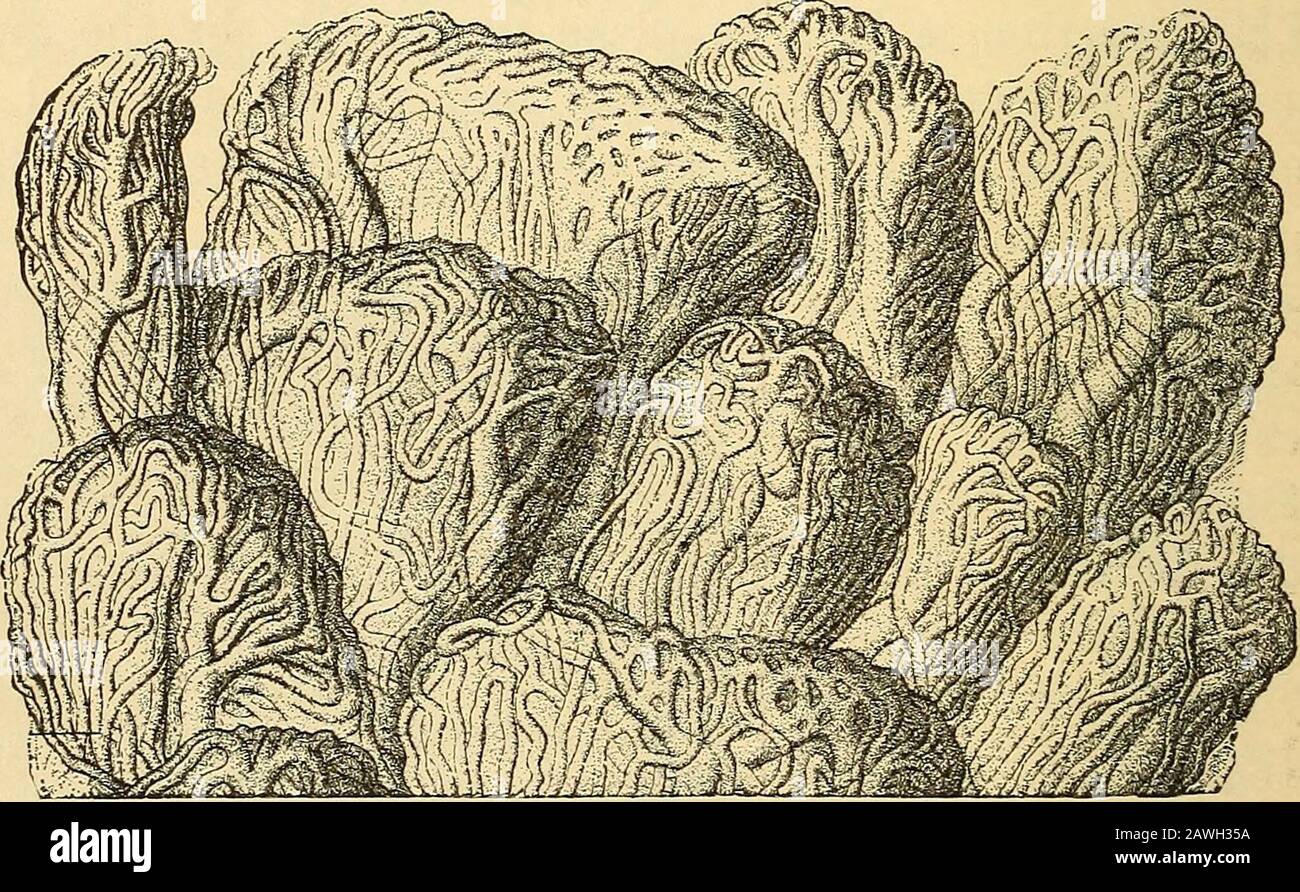 Anatomia, fisiologia e igiene . Fig. 52. Sezione Dell'Intestino tenue ...