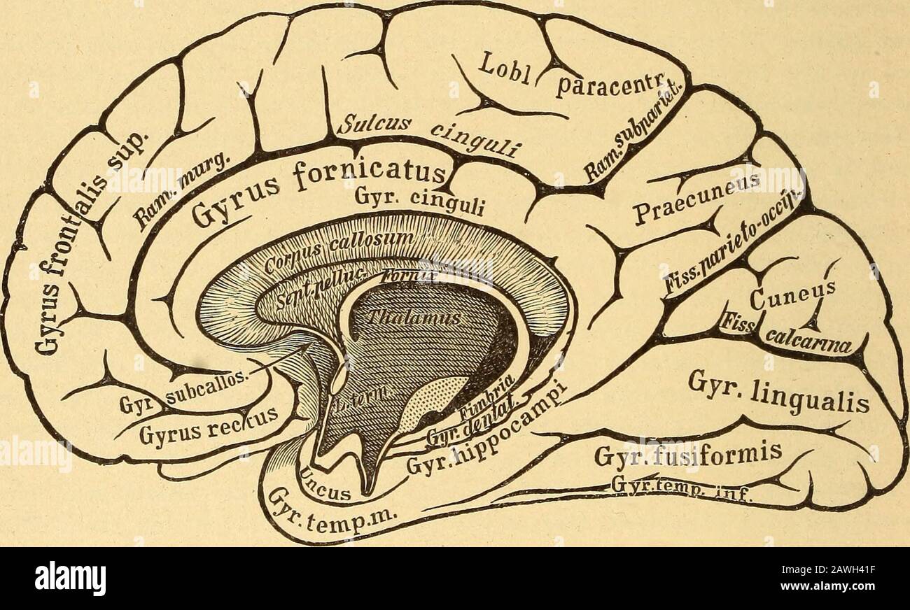 Parieto occipital immagini e fotografie stock ad alta risoluzione - Alamy