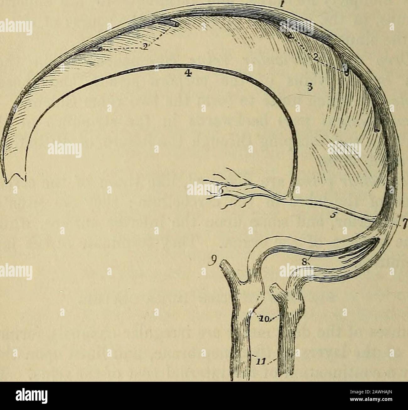 Seno dritto immagini e fotografie stock ad alta risoluzione - Alamy