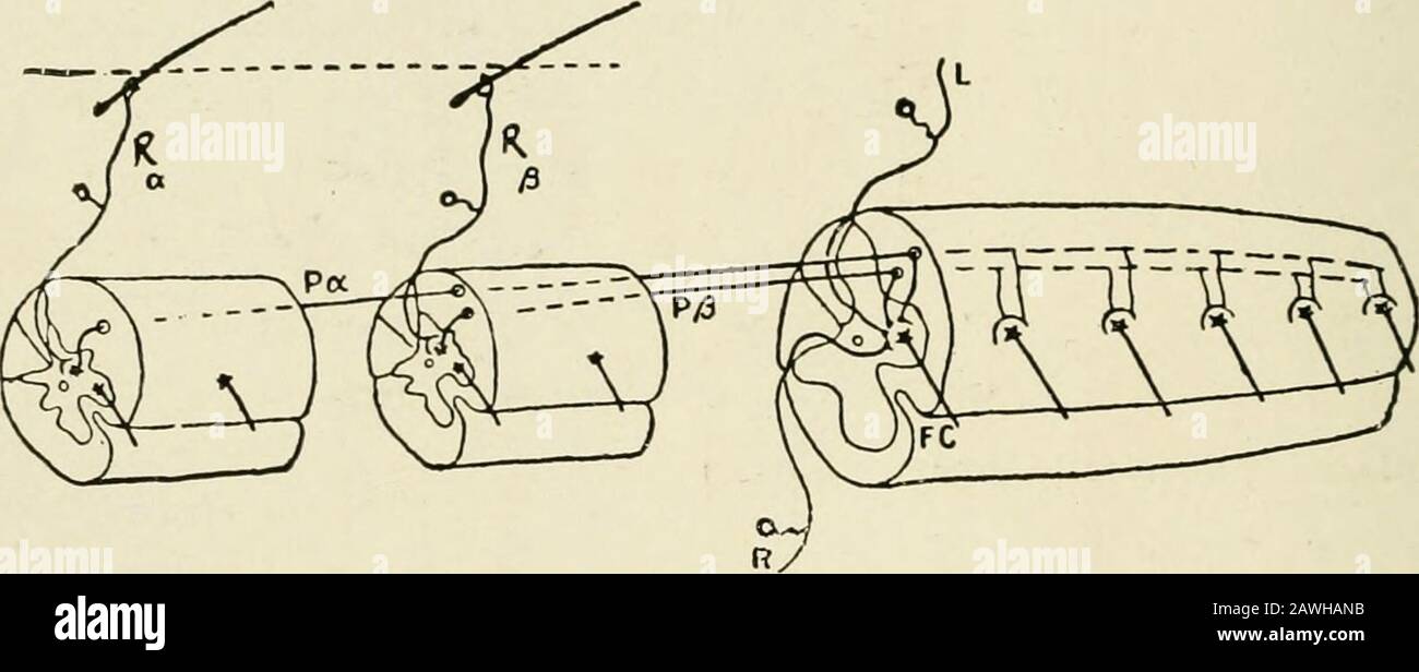 Arco riflesso sistema nervoso immagini e fotografie stock ad alta ...