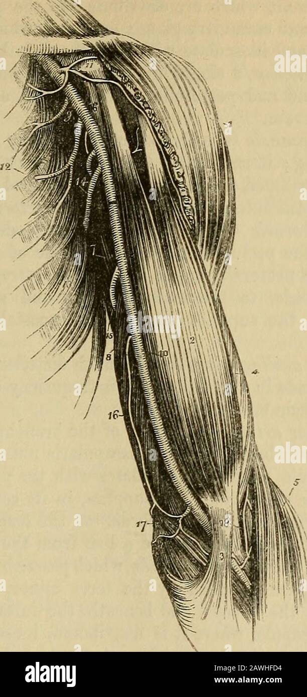 Il vademico della vade mecum : un sistema di anatomia umana . arato dal ...