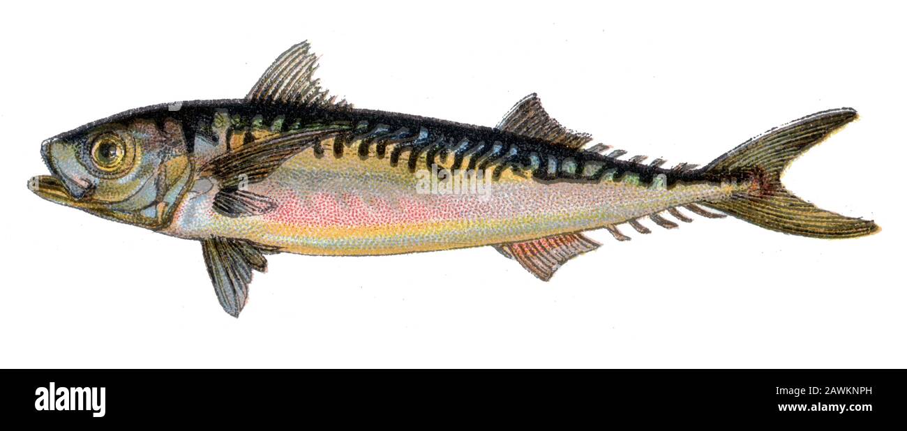 Atlantic mackerel scomber scombrus drawing immagini e fotografie stock ...