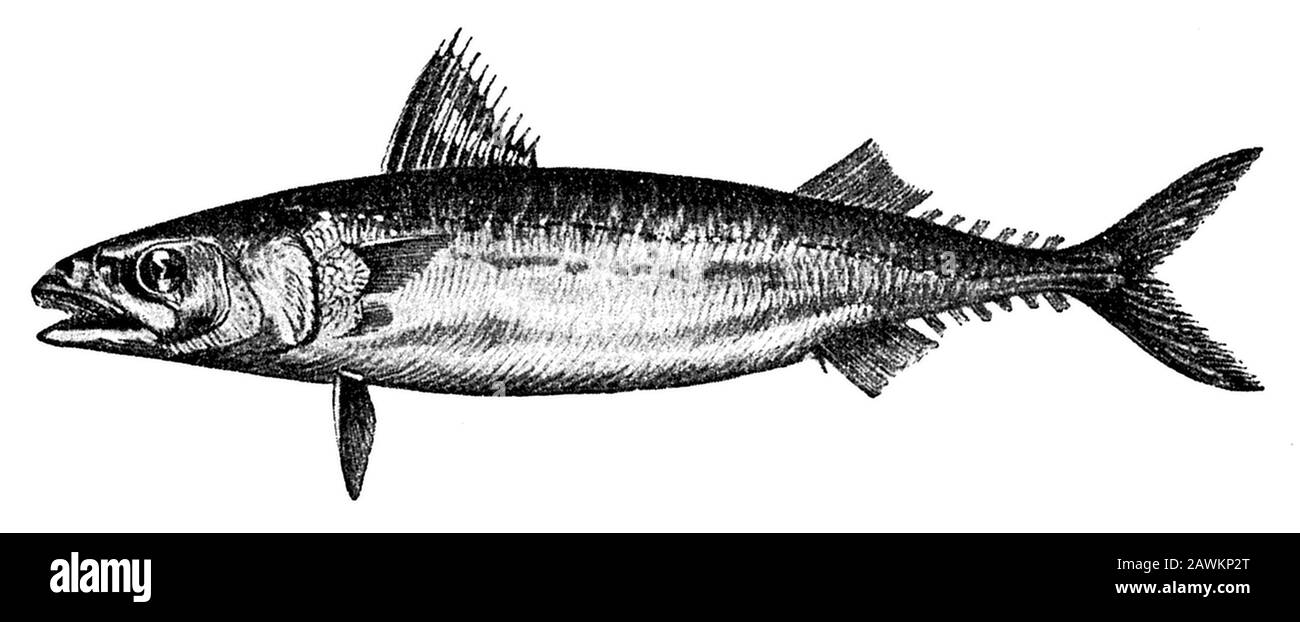 Atlantic mackerel scomber scombrus drawing immagini e fotografie stock ...
