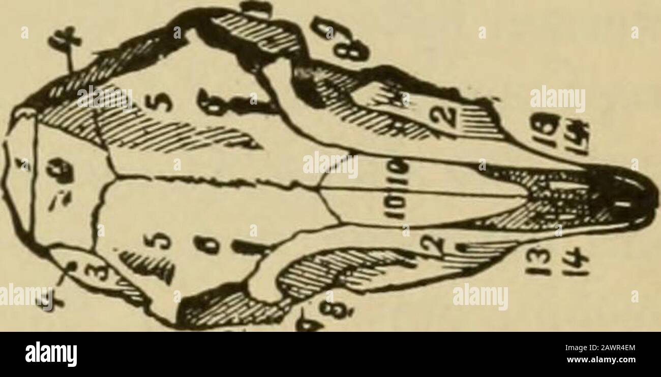 Sheep vertebrae immagini e fotografie stock ad alta risoluzione - Alamy