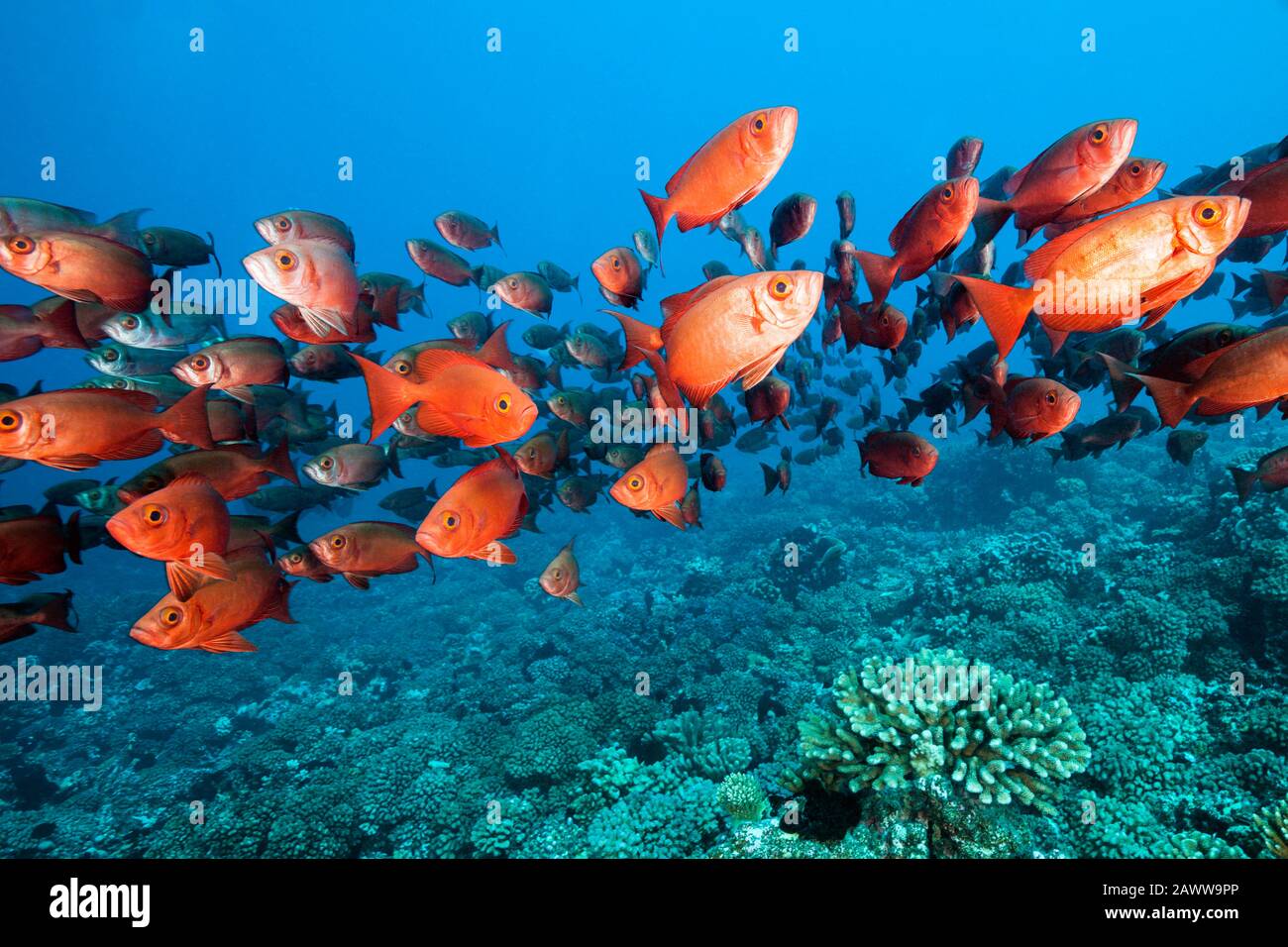 Atollo di putake immagini e fotografie stock ad alta risoluzione - Alamy