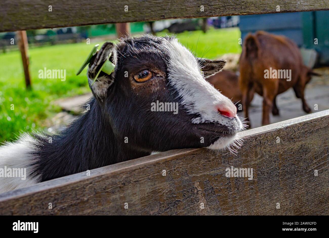 Capra coniglio immagini e fotografie stock ad alta risoluzione - Alamy