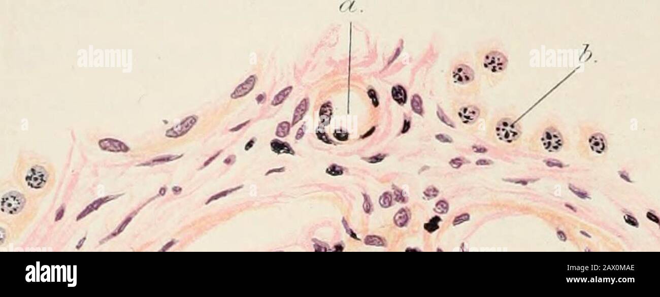 Membrana basale glomerulare immagini e fotografie stock ad alta ...