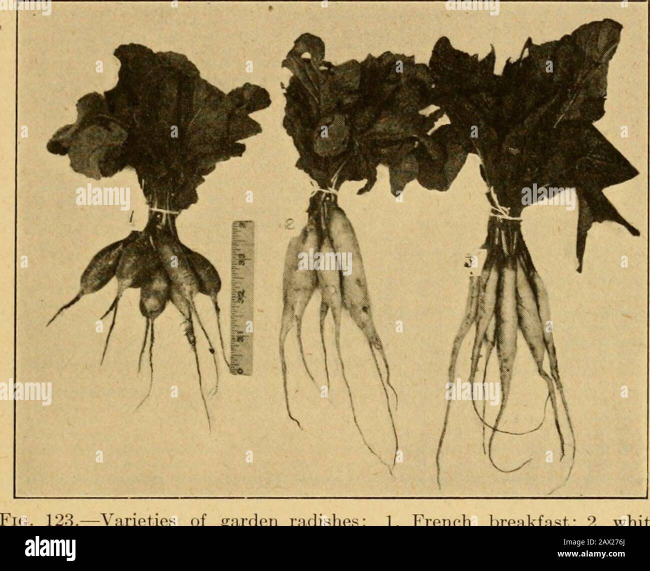 Concisa radice di ravanello immagini e fotografie stock ad alta ...