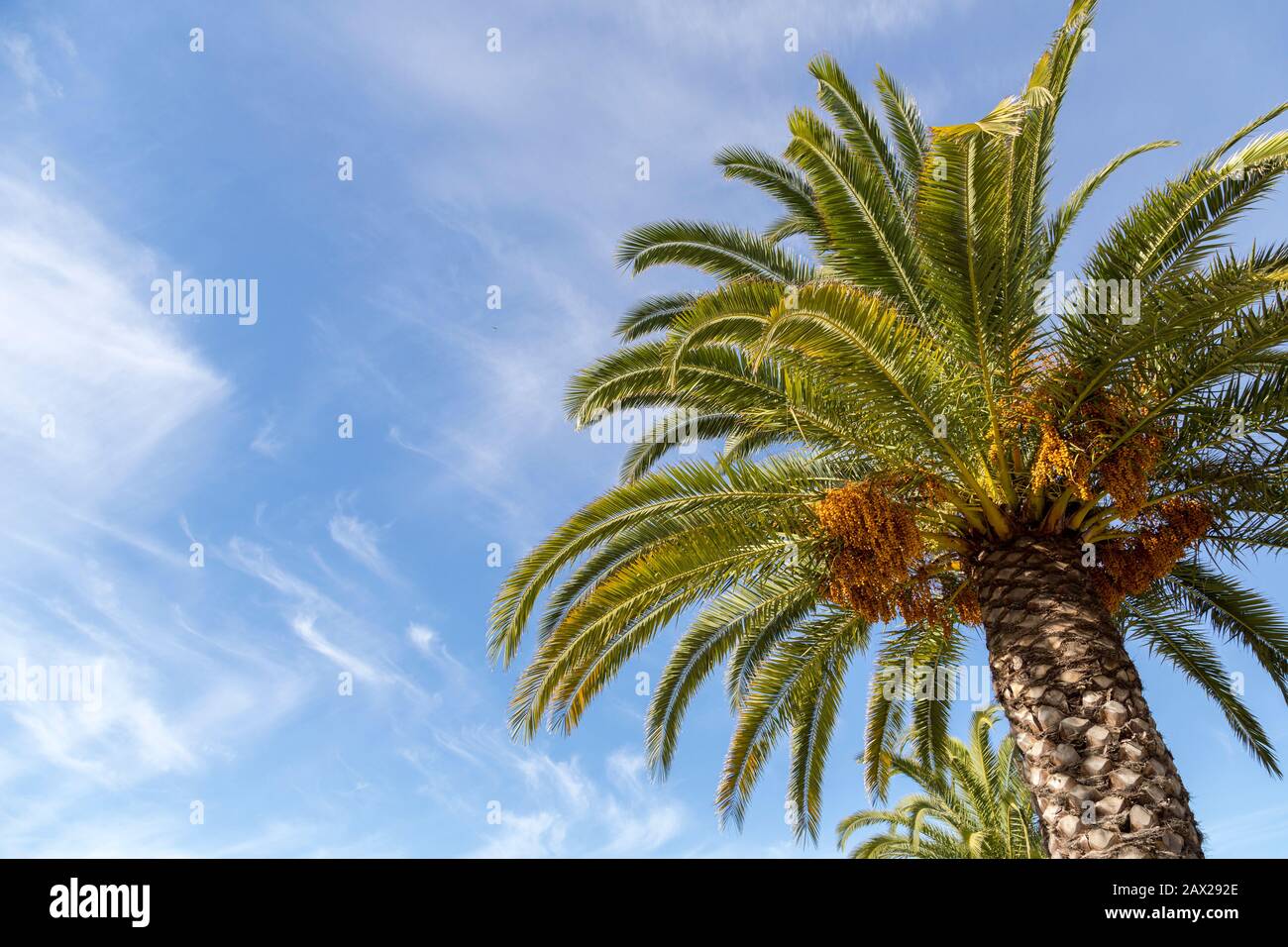 Palma dattero immagini e fotografie stock ad alta risoluzione - Alamy