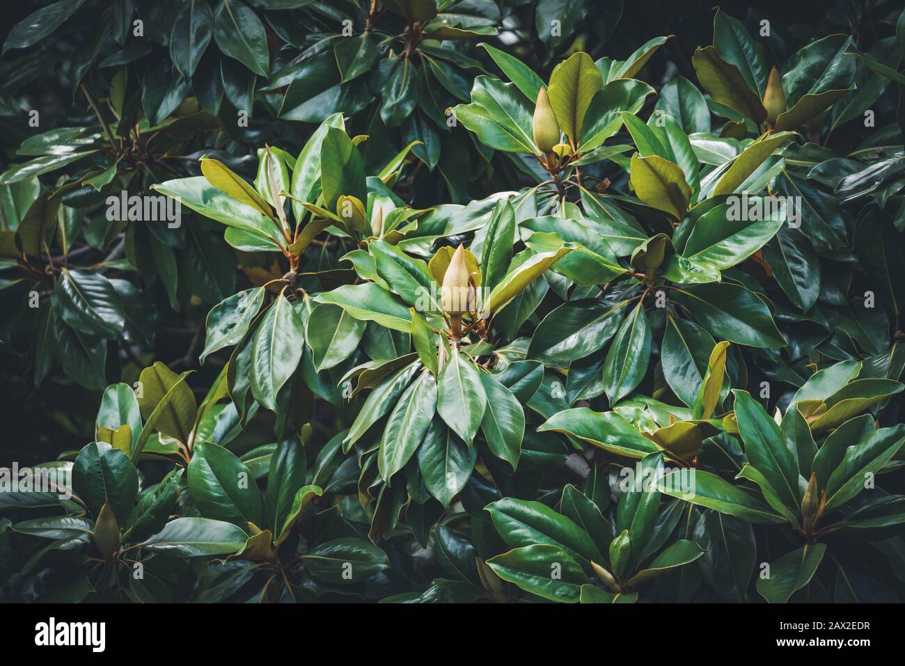 Magnolia grandiflora magnolia immagini e fotografie stock ad alta ...