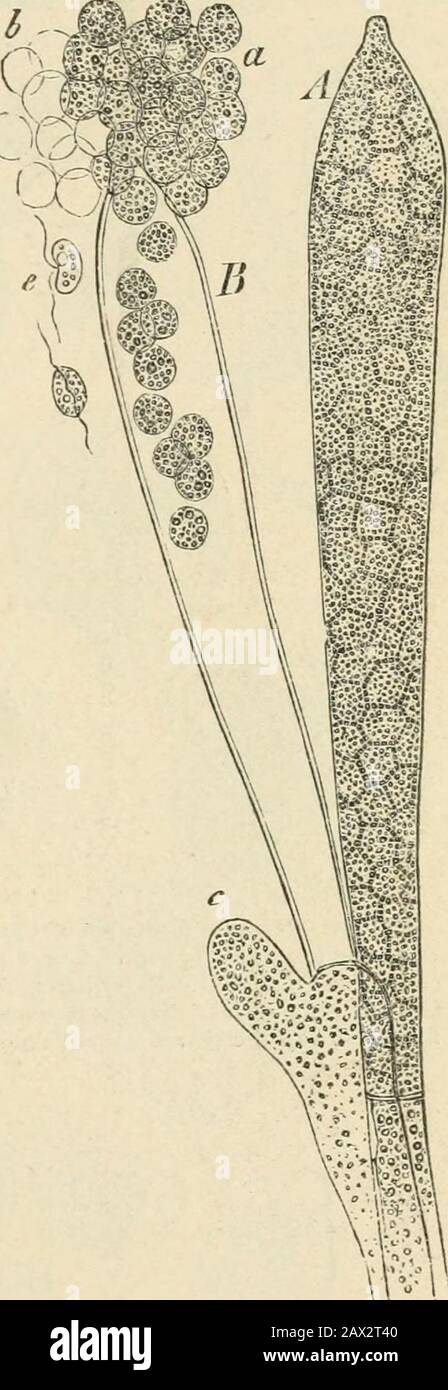 Testo-libro di botanica, morfologica e fisiologica. Certo tempo le ...