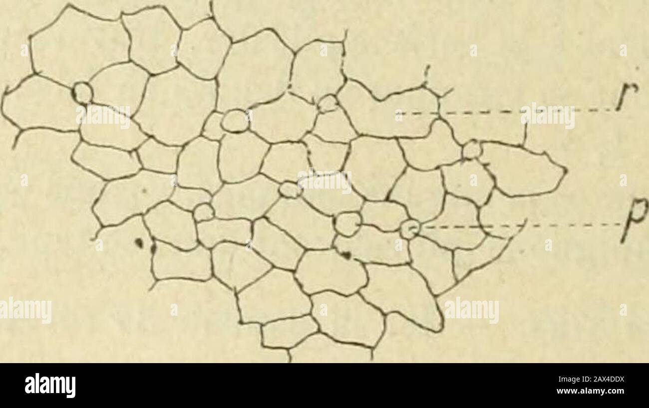 B cellule immagini e fotografie stock ad alta risoluzione - Alamy