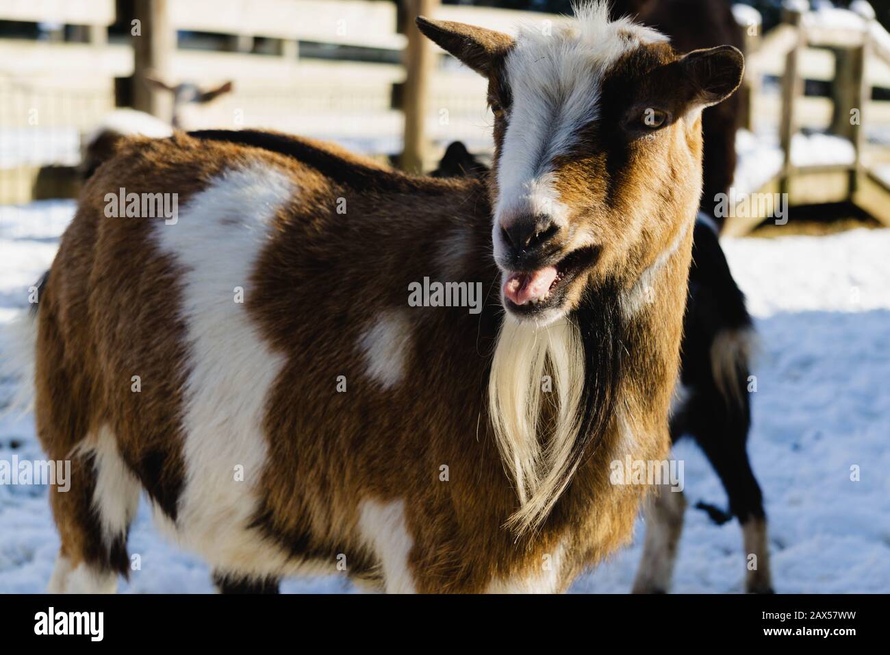Zoccolo e bocca immagini e fotografie stock ad alta risoluzione - Alamy