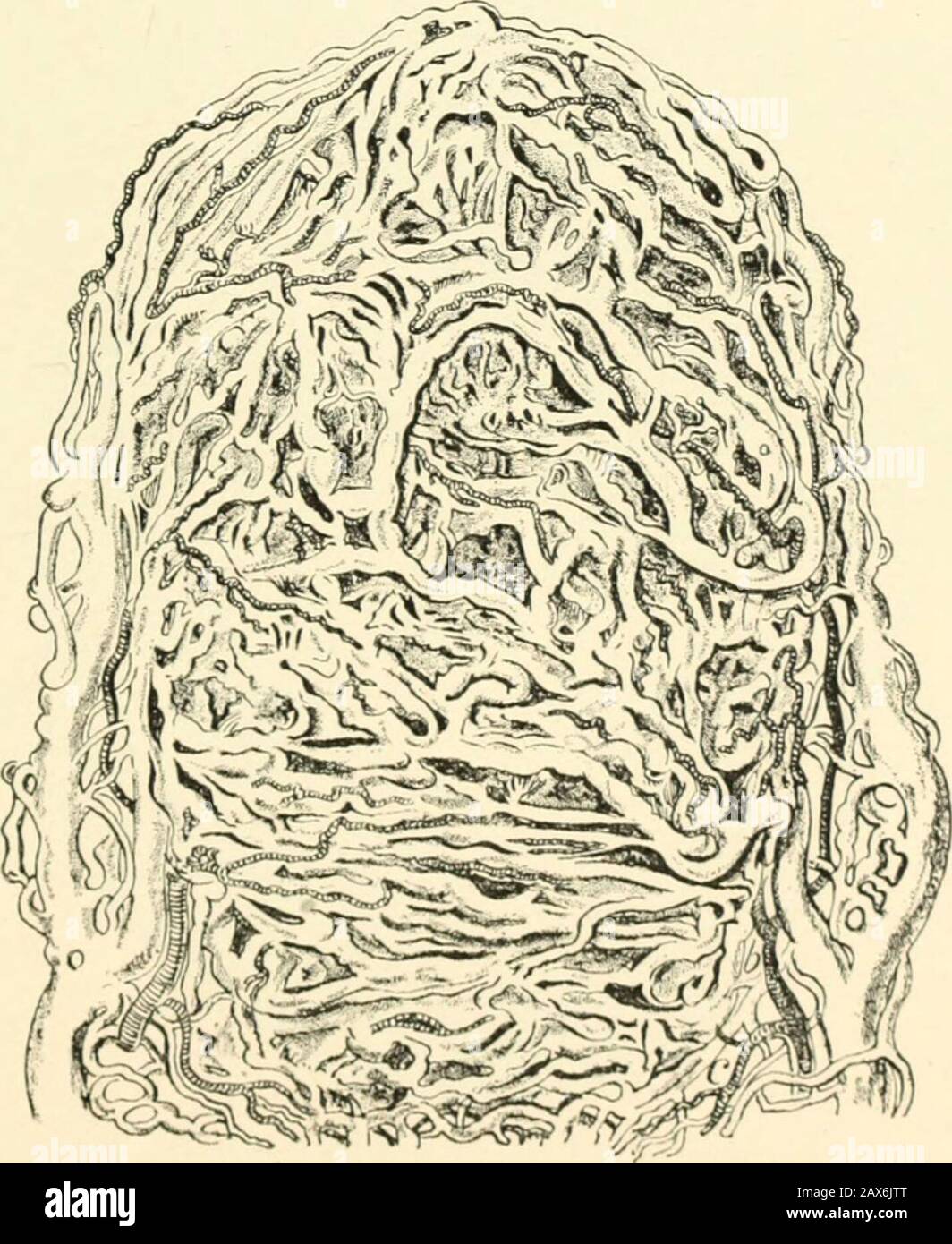 Un libro di testo di ostetricia . ^^^^r^ Fig. 19.-le arterie dell'utero ...