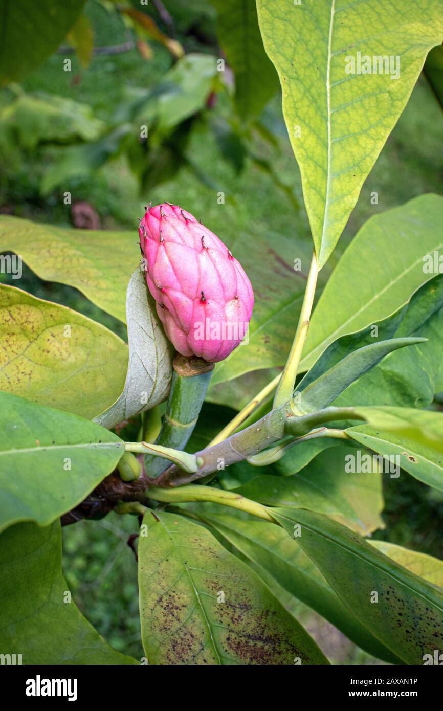 Frutto di una sempreverde magnolia magnolia grandiflora immagini e ...