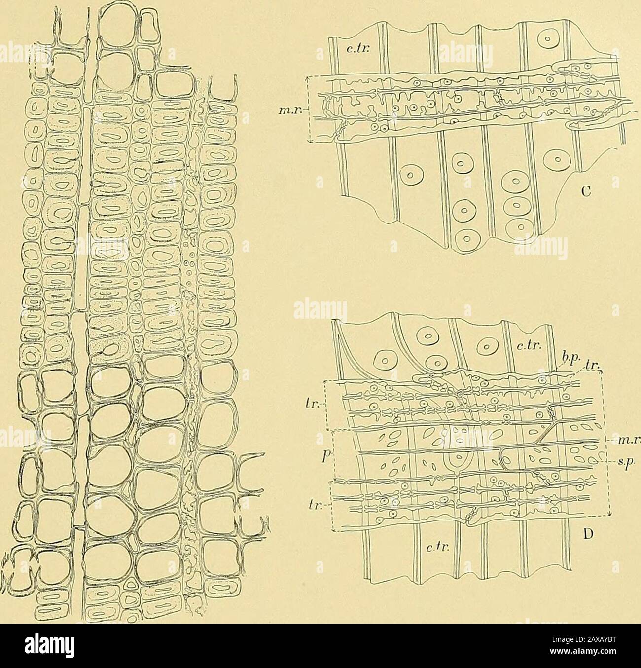 Bordered pits immagini e fotografie stock ad alta risoluzione - Alamy