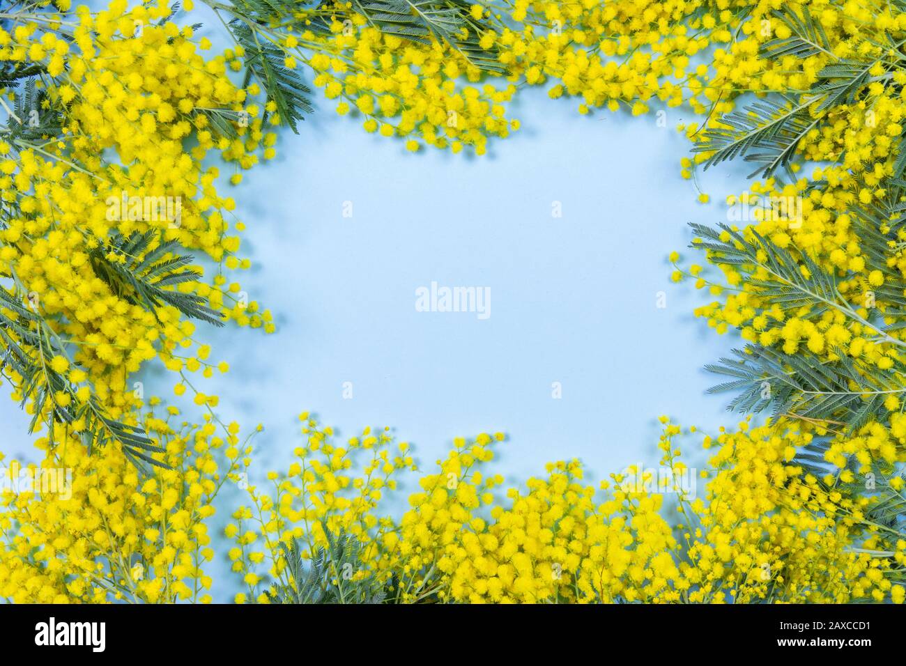 Mimosa fiori su sfondo blu. 8 marzo, simbolo del giorno femminile e ...