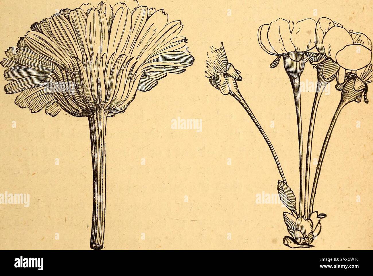 Testo della botanica strutturale e fisiologica . Fig. 216.-Carnoso ...