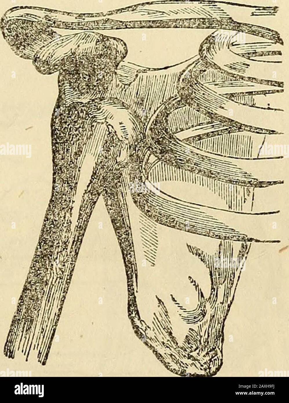 Acromion Process Immagini e Fotos Stock - Alamy