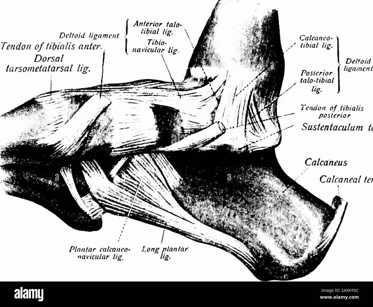 Un manuale di anatomia. Legamento {ligo. Deltoideo), o legamento ...
