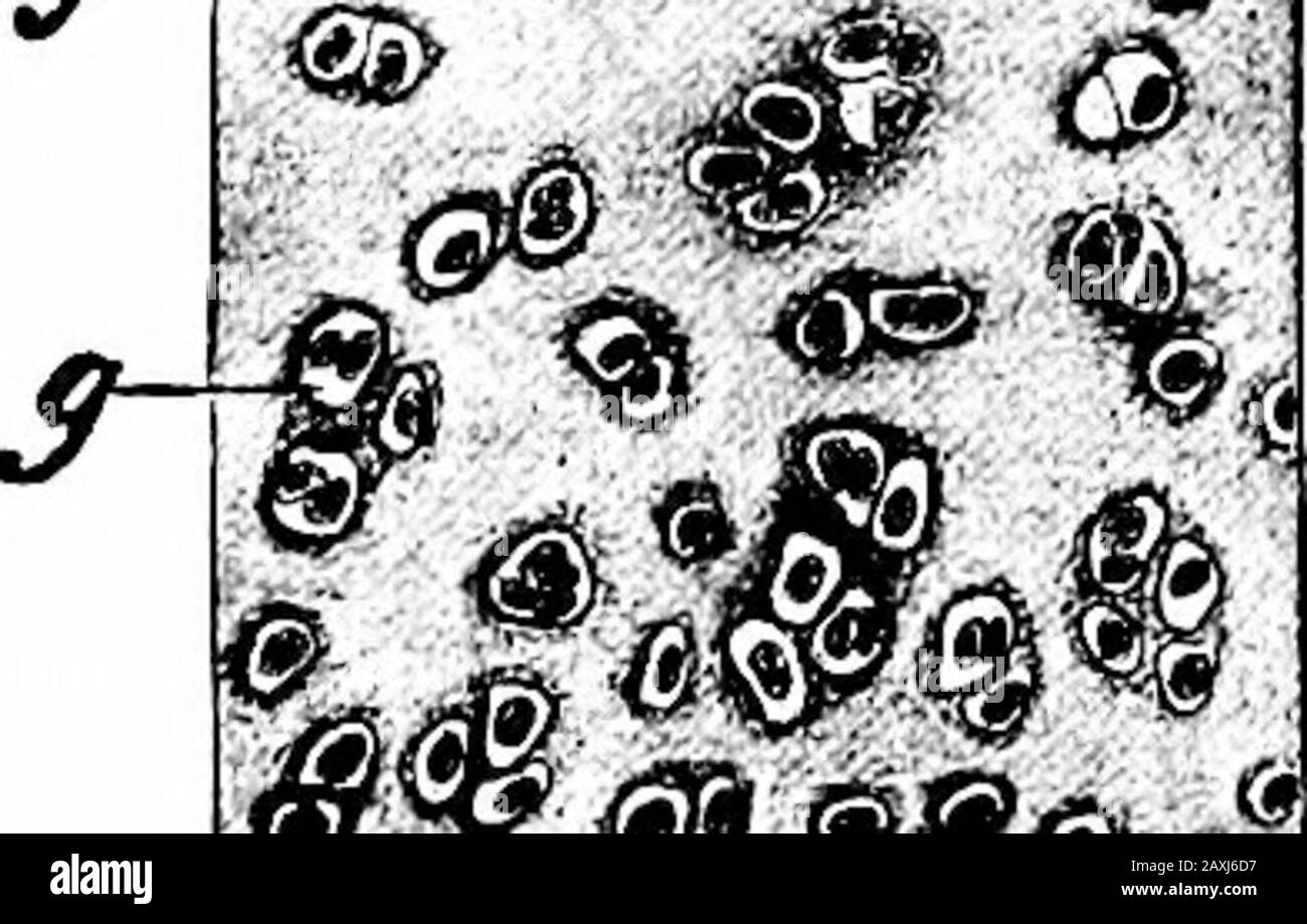 Un manuale di anatomia . cartilagine. La cartilagine è circondata da ...