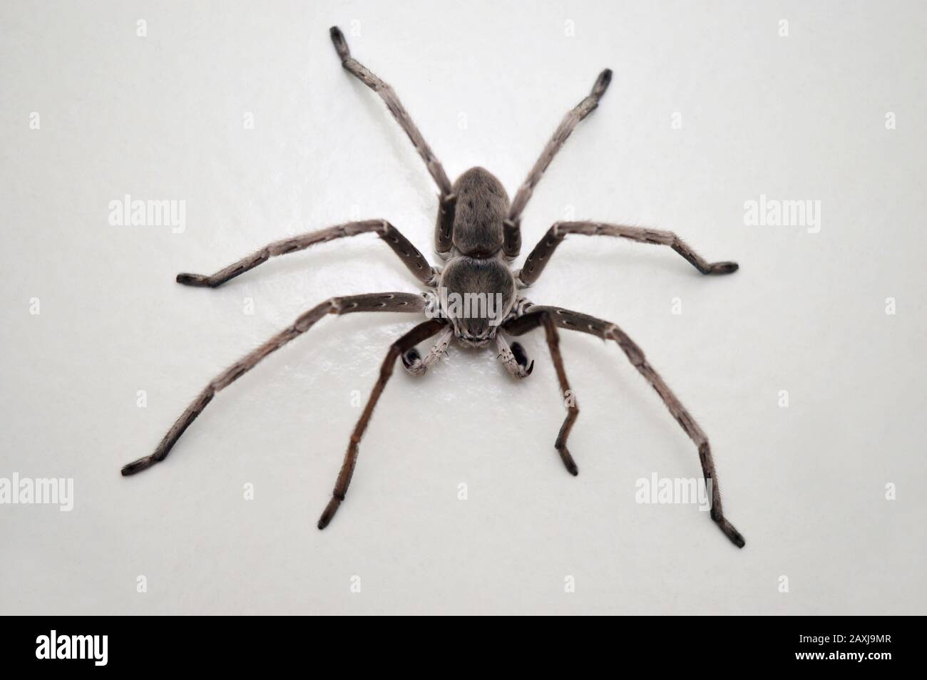 Tropical huntsman spider immagini e fotografie stock ad alta ...
