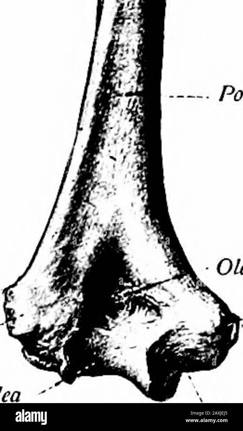 Un manuale di anatomia . Collo chirurgico piccolo tubercolo piccolo ...