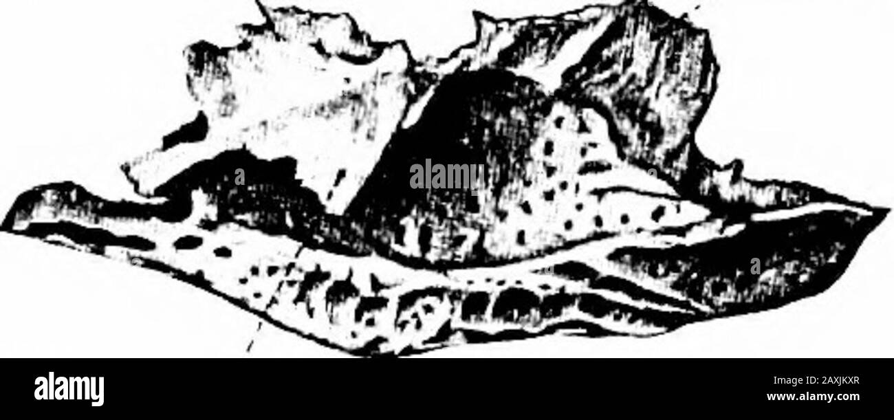 Cellule etmoidali Foto e Immagini Stock in Bianco e Nero - Alamy