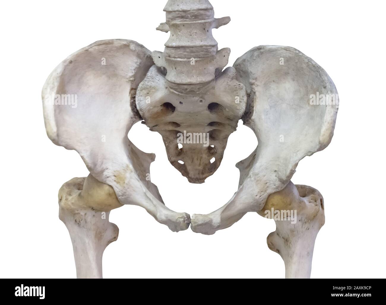 Osso Pelvico Immagini e Fotos Stock - Alamy