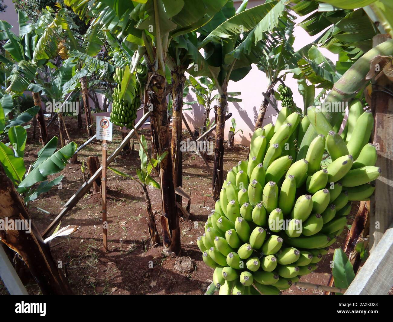 Le banane maturano sull'albero al sole di Madeira a febbraio, Funchal ...