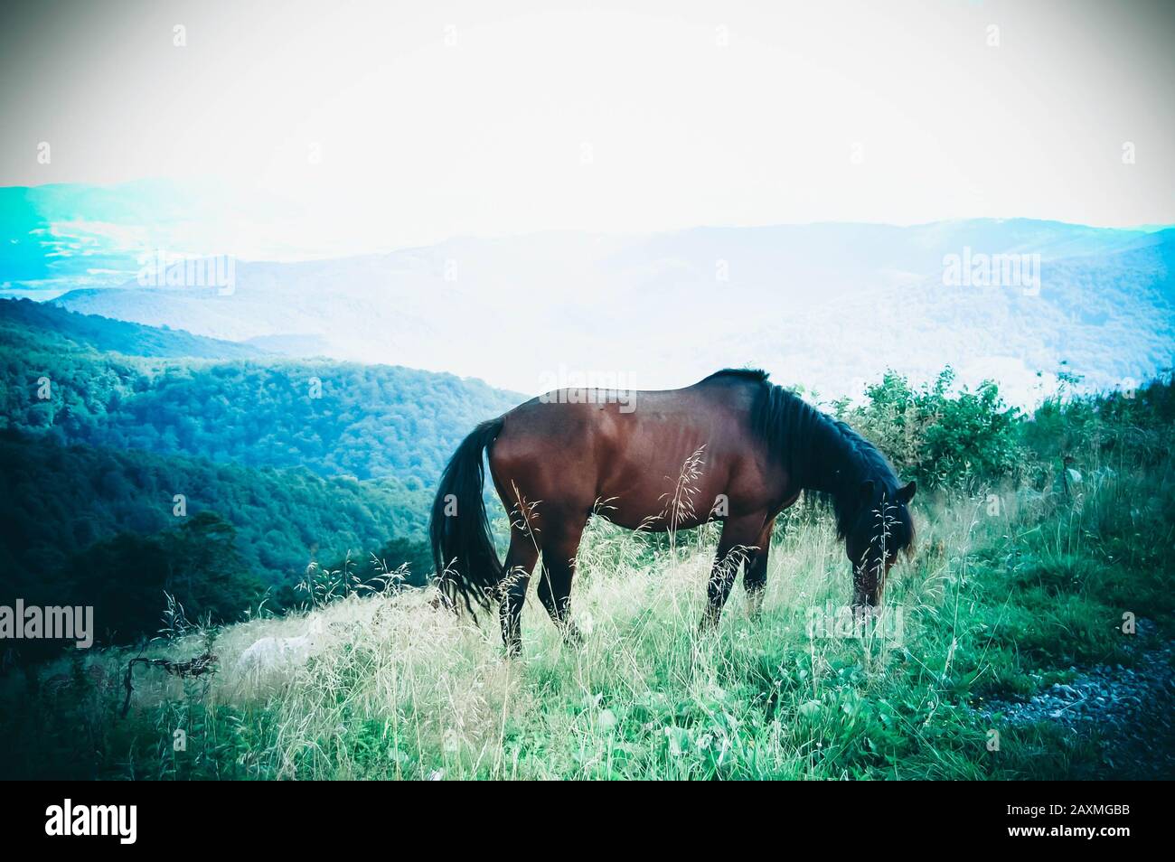 Cavalli selvaggi al pascolo in montagna immagini e fotografie stock ad ...