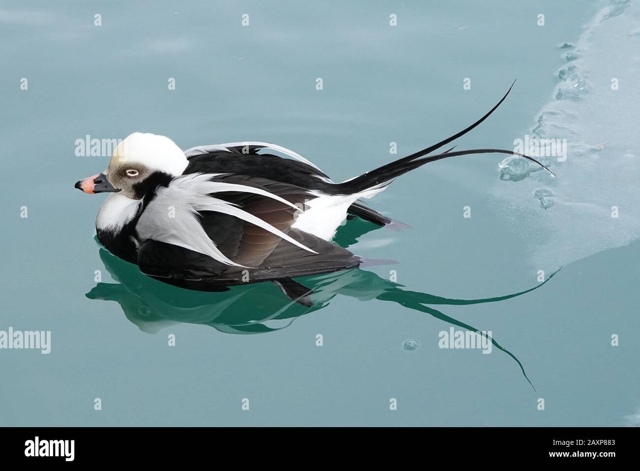 Coda lunga con ciuffo immagini e fotografie stock ad alta risoluzione ...