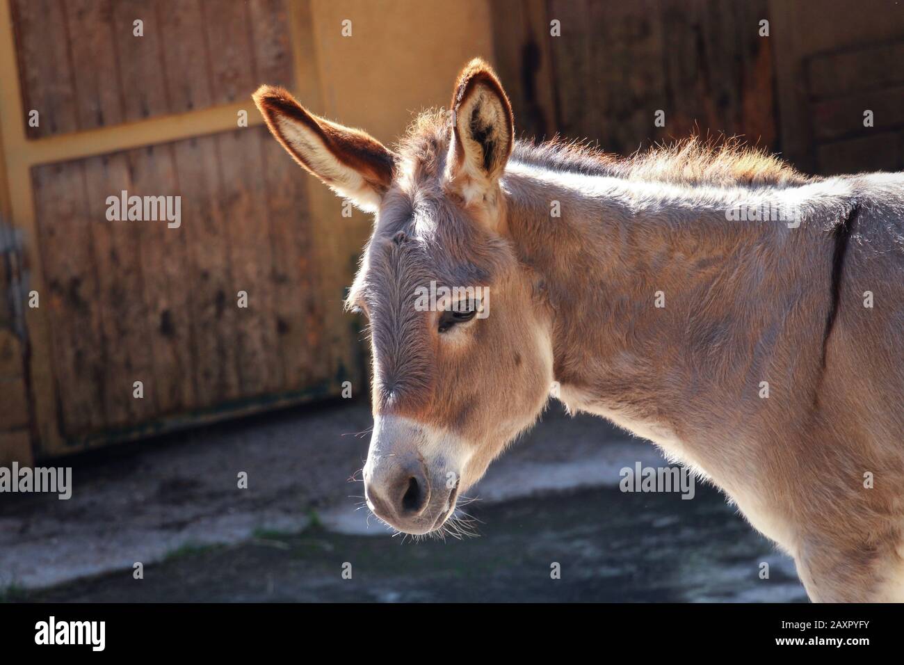 Ritratto di un asino immagini e fotografie stock ad alta risoluzione ...