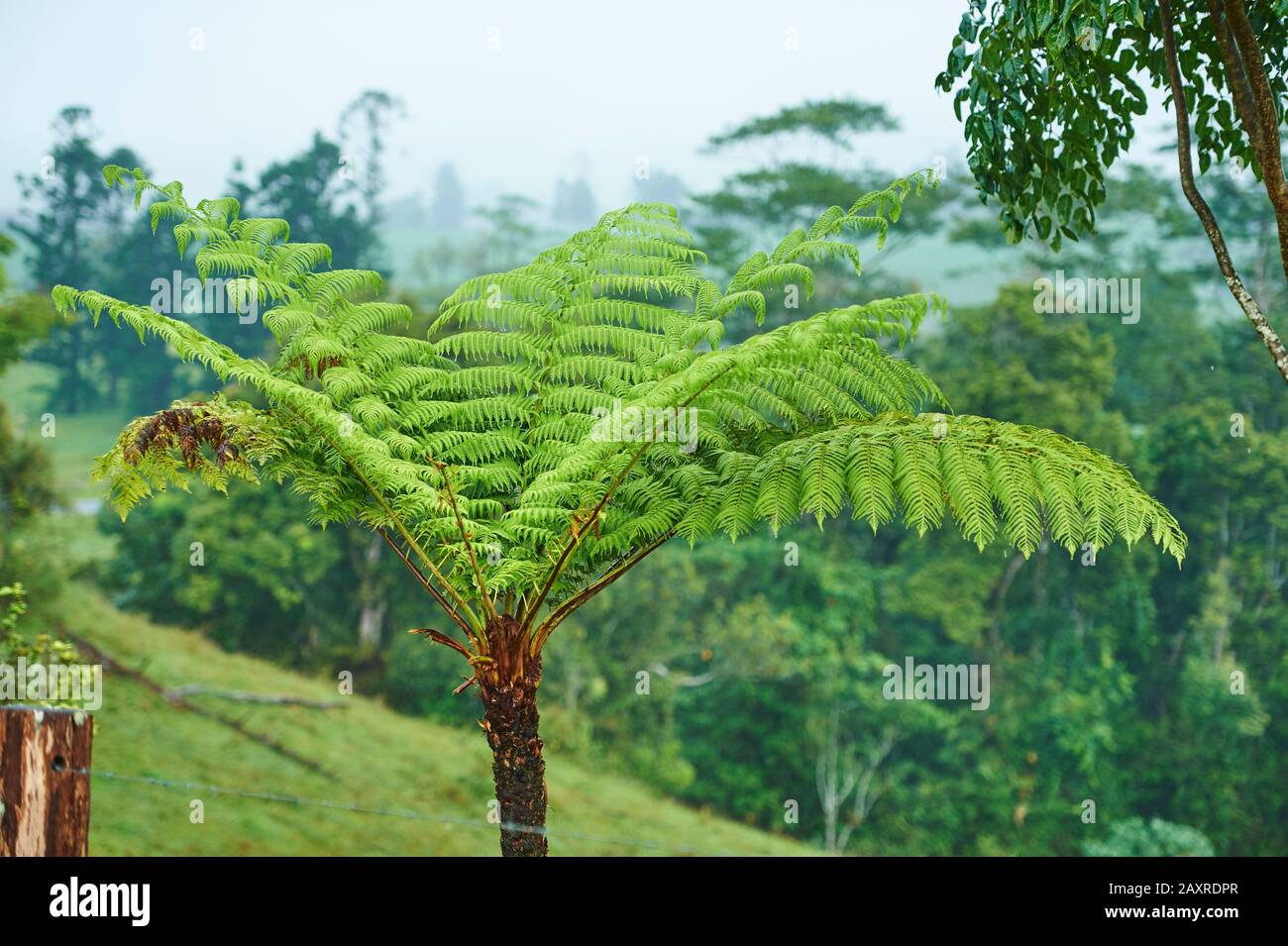 Australian tree fern cyathea australis immagini e fotografie stock ad ...