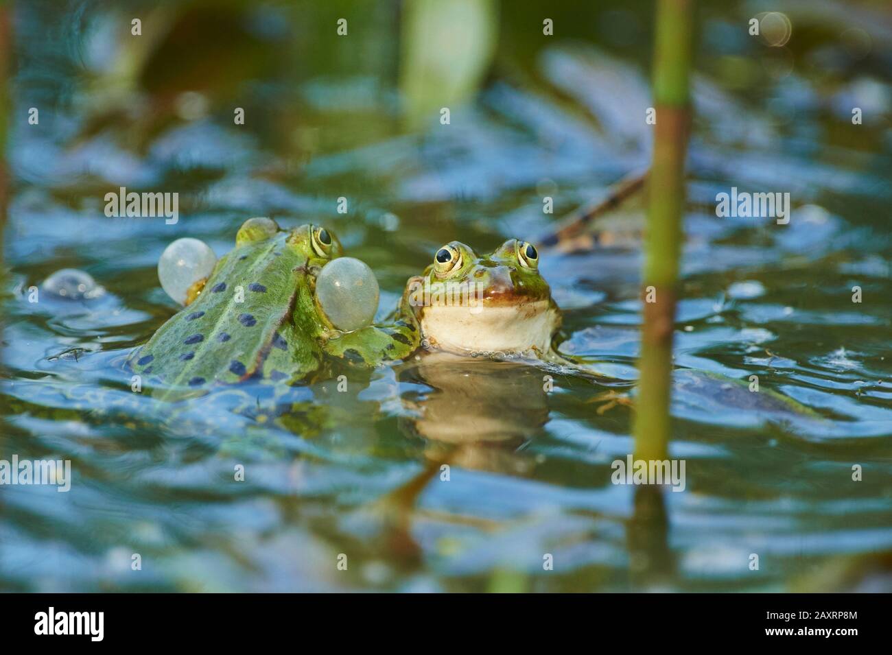 Facce di faccia di rana immagini e fotografie stock ad alta risoluzione ...