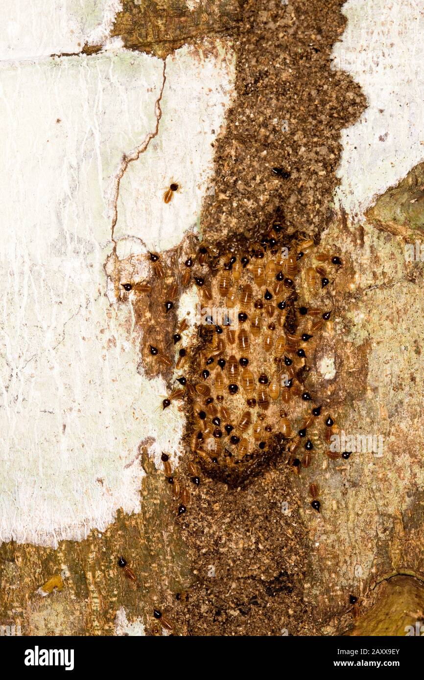 Termiti in immagini e fotografie stock ad alta risoluzione - Alamy