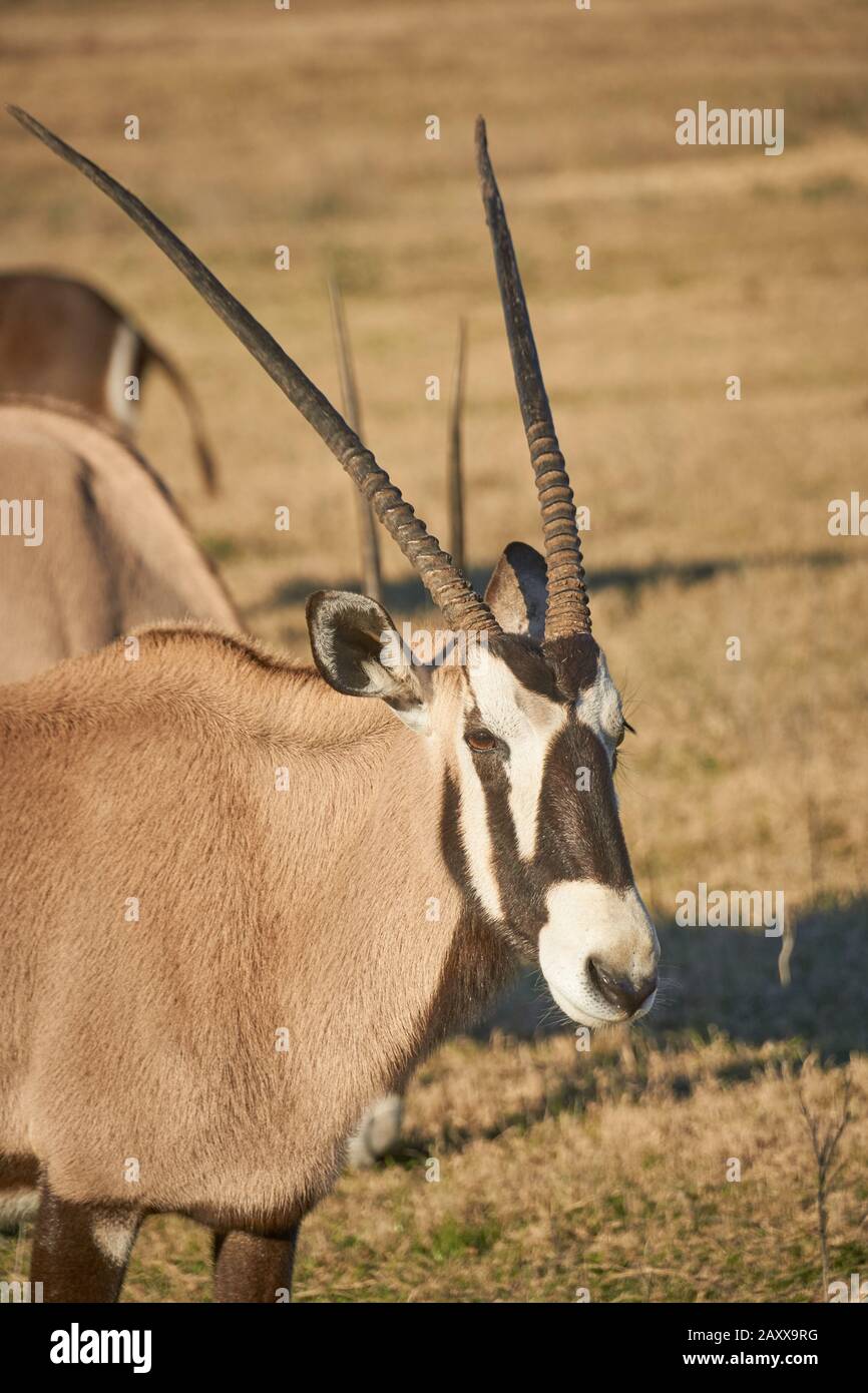 Centro safari immagini e fotografie stock ad alta risoluzione - Alamy