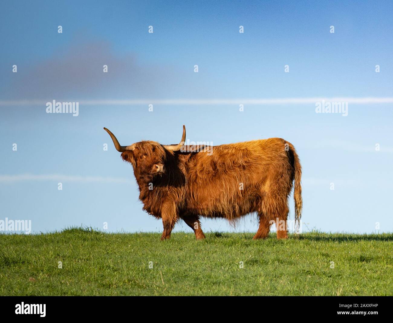 Bovini con lunghe corna immagini e fotografie stock ad alta risoluzione ...